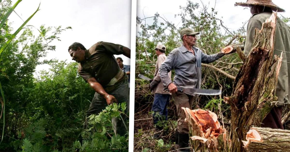 ¿Acabar con el Marabú en Cuba? Eso se Plantea este Organismo Internacional