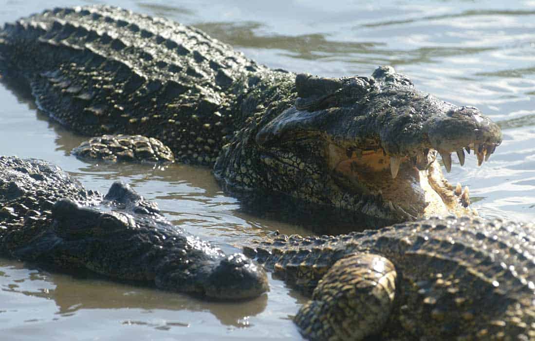 Criadero de Cocodrilos Cienaga de Zapata D-CUBA Noticias
