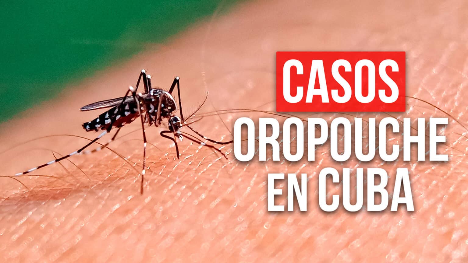 ¿Solo 400 Casos de Oropouche en Cuba? La Población Cuestiona las Cifras ...