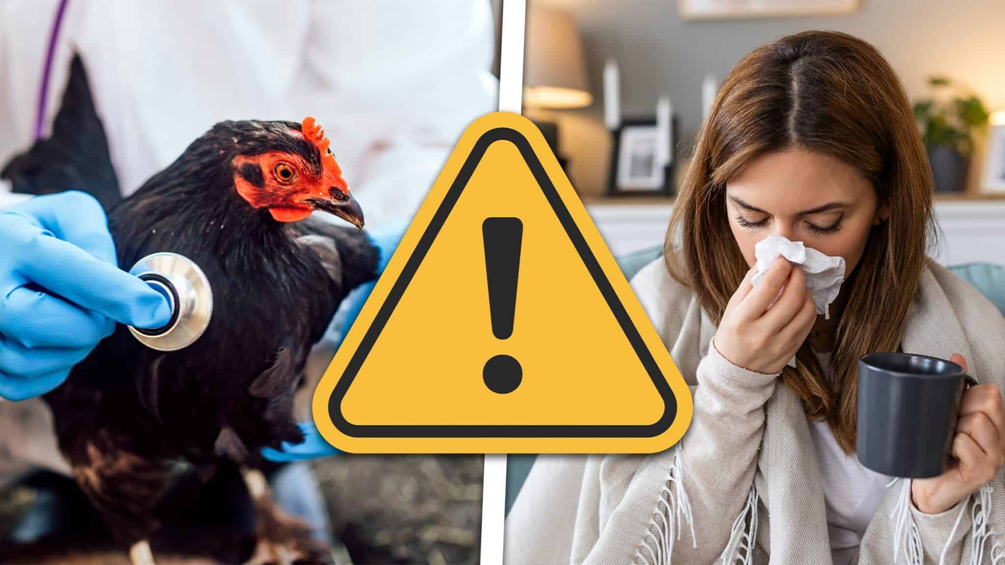 Alerta Mundial: Mutaciones del Virus de la Gripe Aviar Indican que ...